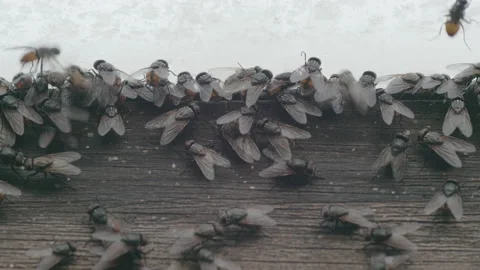 Attic Window Stock Footage ~ Royalty Free Stock Videos | Pond5