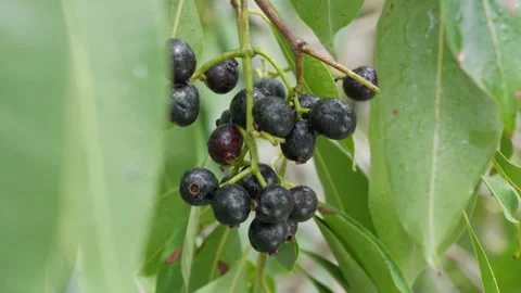 a cluster of java plum fruits and leaves... | Stock Video | Pond5