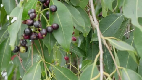 a cluster of java plum fruits and leaves... | Stock Video | Pond5