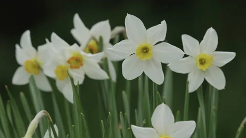 Pretty White G Stock Videos – Royalty-Free HD & 4K Videos | Pond5