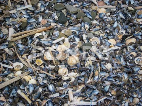 A cluster of seashells on the sea beach. ~ Hi Res #219879663