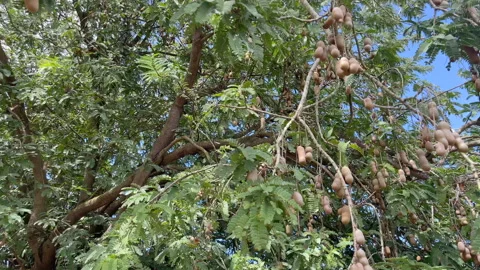 Tamarind Stock Videos – Royalty-Free HD & 4K Videos | Page 2