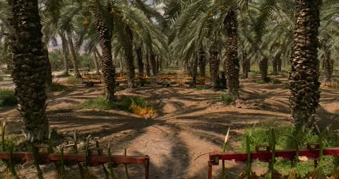 Clusters of fresh picked Dates hanging o... | Stock Video | Pond5