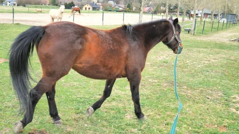 Coach Check In Stock Videos – Royalty-Free HD & 4K Videos