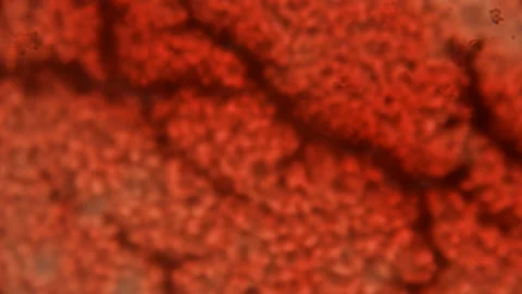 Blood Coagulation Stock Videos – Royalty-Free HD & 4K Videos