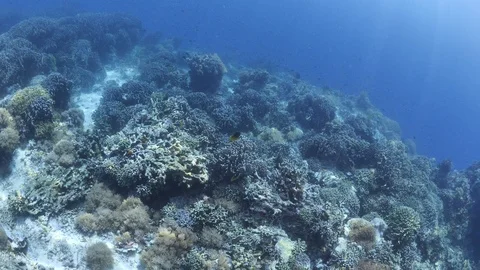 coaral and tropical fish scenery under s... | Stock Video | Pond5