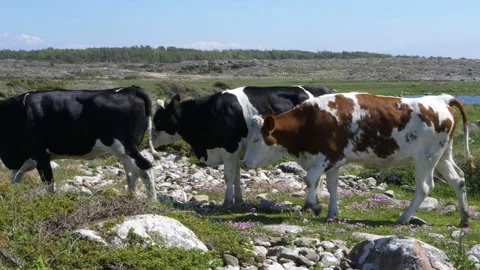 Coastal cows in Halland. Close up of Cow... | Stock Video | Pond5