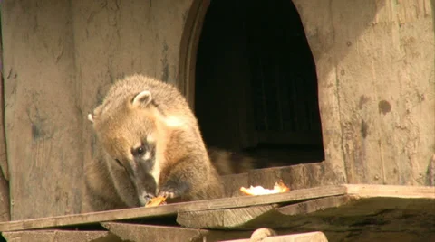 Coatis Eating Fruit Stock Video Footage | Royalty Free Coatis Eating ...