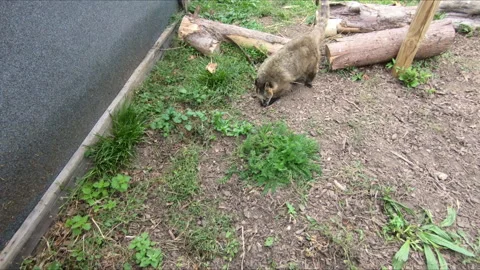 Coati walking and digging in cage | Stock Video | Pond5