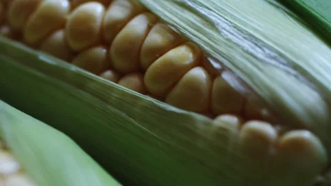 Cob of young corn wrapped in green leave... | Stock Video | Pond5