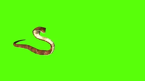 Snake Bite Screen Stock Footage ~ Royalty Free Stock Videos | Pond5