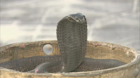 Snakes Dancing Stock Video Footage | Royalty Free Snakes Dancing Videos ...