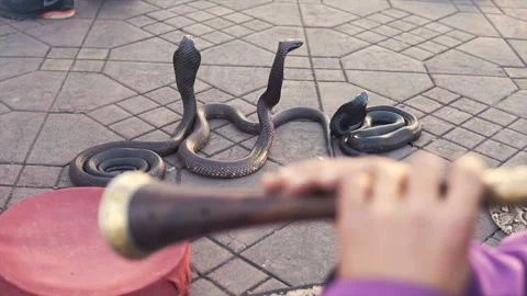 Charmed Stock Video Footage | Royalty Free Charmed Videos | Pond5