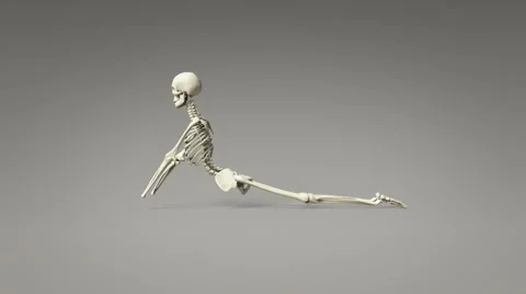 Cobra Pose Of Human Skeletal | Stock Video | Pond5