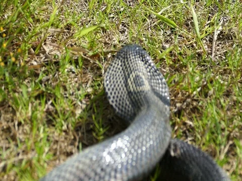Cobra Snake Stock Video Footage | Royalty Free Cobra Snake Videos | Pond5