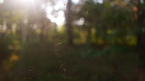 cobweb in the rays of the sun. Spider An... | Stock Video | Pond5