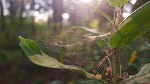 cobweb in the rays of the sun. Spider An... | Stock Video | Pond5