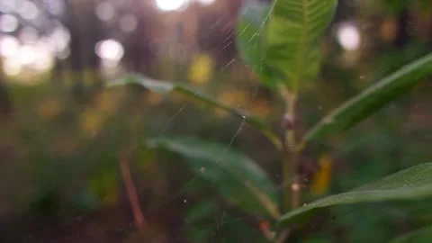 cobweb in the rays of the sun. Spider An... | Stock Video | Pond5