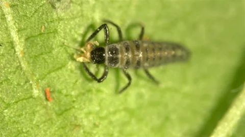 Coccinellidae larva (ladybug) under the ... | Stock Video | Pond5