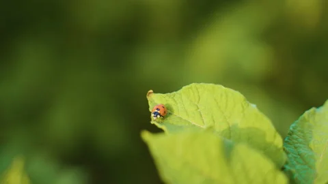 Coccinellidae is a predatory insect that... | Stock Video | Pond5