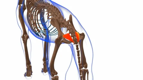 Coccygeus muscle Dog muscle Anatomy For ... | Stock Video | Pond5