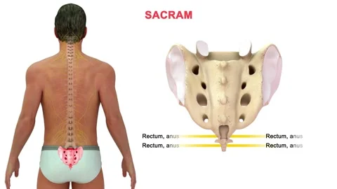 Coccyx anatomy | Stock Video | Pond5