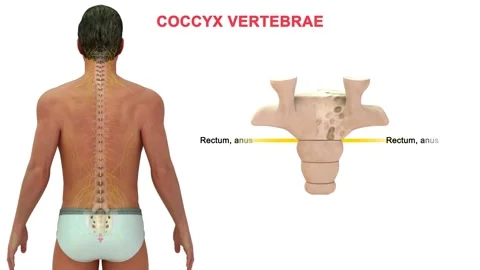 Coccyx Vertebrae anatomy | Stock Video | Pond5
