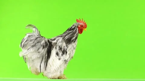 cochin rooster on green screen | Stock Video | Pond5