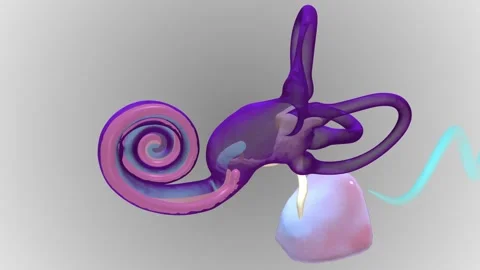 The cochlea is a fluid-filled, spiral-sh... | Stock Video | Pond5