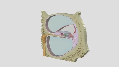 The cochlea is a fluid-filled, spiral-sh... | Stock Video | Pond5