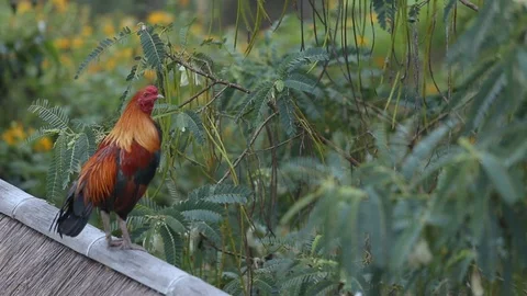Rooster Crow Stock Footage ~ Royalty Free Stock Videos | Pond5