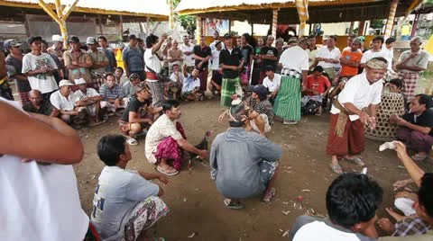 Chicken Leg Fight Stock Videos – Royalty-Free HD & 4K Videos | Pond5