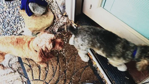 Cockapoo Puppies run into the house when... | Stock Video | Pond5