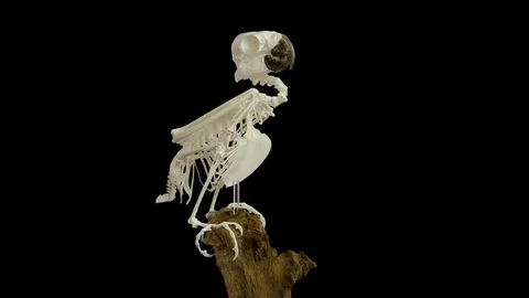 Cockatoo skeleton, rotating. | Stock Video | Pond5