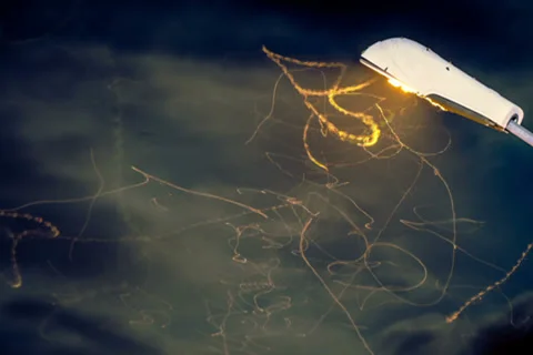 cockchafer bugs flying street light pole... | Stock Video | Pond5