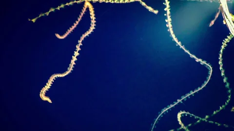 cockchafer bugs flying street light pole... | Stock Video | Pond5