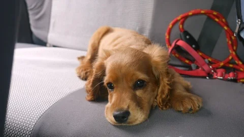 Cocker spaniel puppy laying on back seat... | Stock Video | Pond5