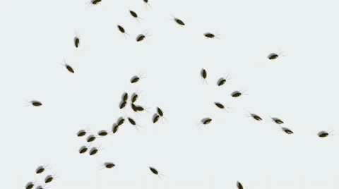 Cockroach like bugs running around on a ... | Stock Video | Pond5