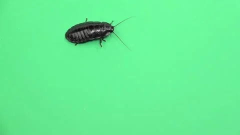 Cockroach crawls . Green screen. View fr... | Stock Video | Pond5