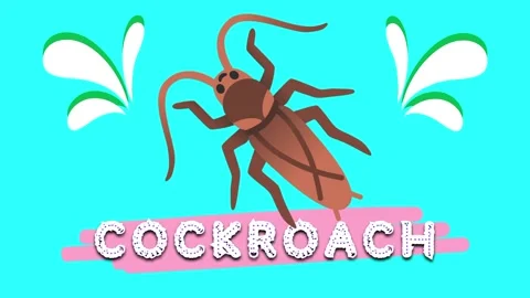 Cockroach Cute Stock Videos – Royalty-Free HD & 4K Videos