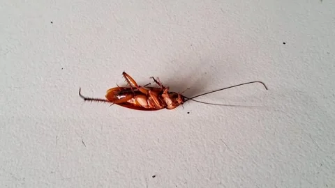 Dying Cockroach Stock Video Footage | Royalty Free Dying Cockroach ...