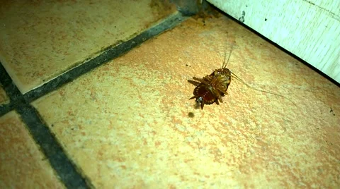 Dying Cockroach Stock Video Footage | Royalty Free Dying Cockroach ...