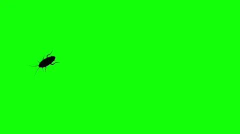Cockroach on green screen, CG animated s... | Stock Video | Pond5