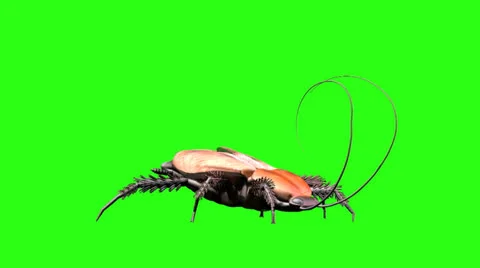 Cockroach on green screen | Stock Video | Pond5