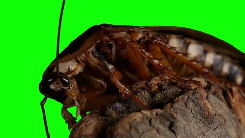 Cockroach on Green Screen | Stock Video | Pond5