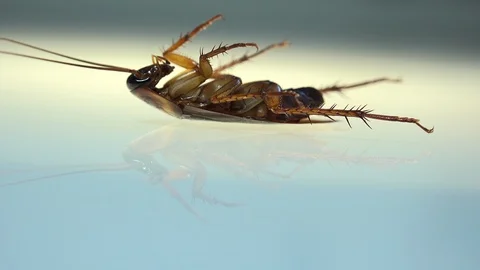 Dying Cockroach Stock Video Footage | Royalty Free Dying Cockroach ...