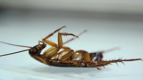 Dying Cockroach Stock Video Footage | Royalty Free Dying Cockroach ...