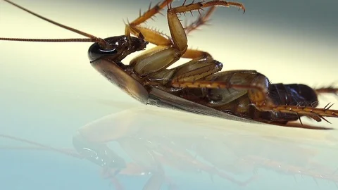 Dying Cockroach Stock Video Footage | Royalty Free Dying Cockroach ...