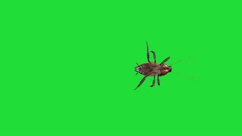cockroach-movements on green screen | Stock Video | Pond5