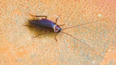 Cockroach on orange background in tropic... | Stock Video | Pond5